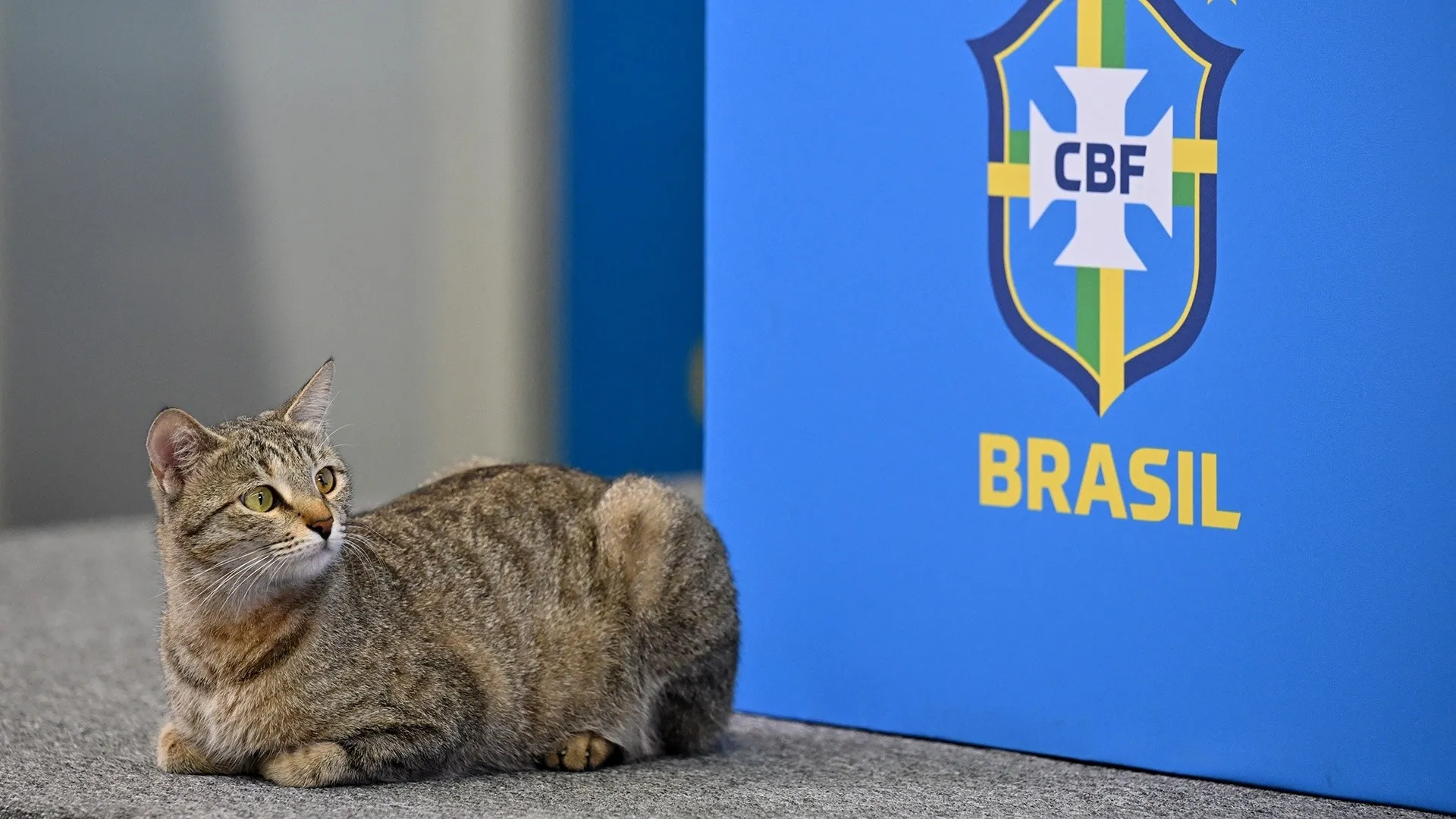 ¿Cuál es la maldición del gato que afecta a Brasil? - SIGA SIGA | Todo ...